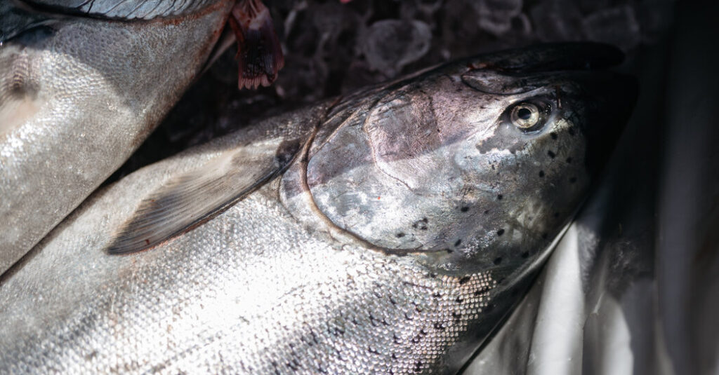 Noaa staff shortcuts endanger salmon harvests for years