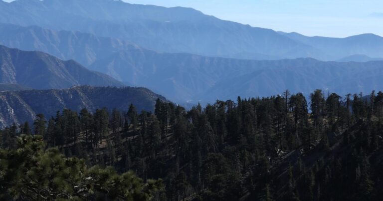 Trump adopts rule protecting 58 million hectares of national forests